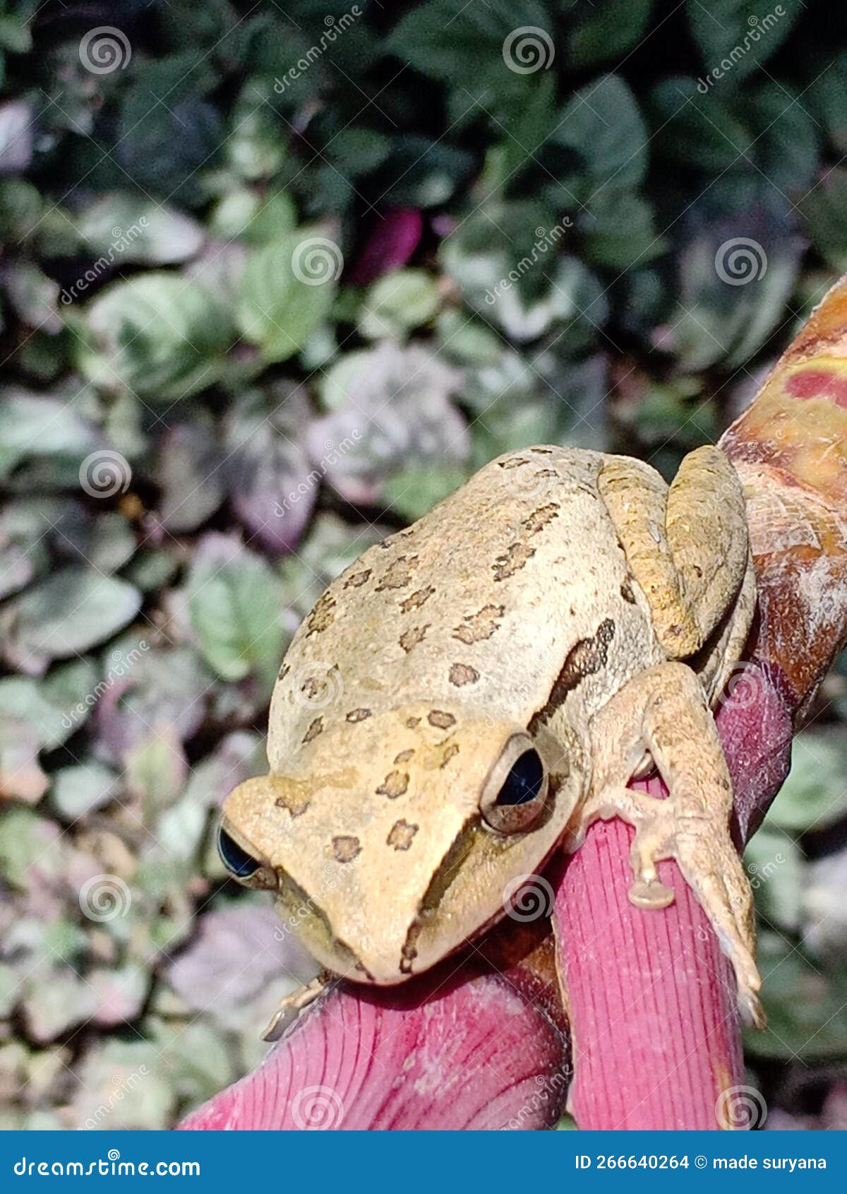 Beautiful Frog on the Garden Area Stock Photo - Image of nature ...