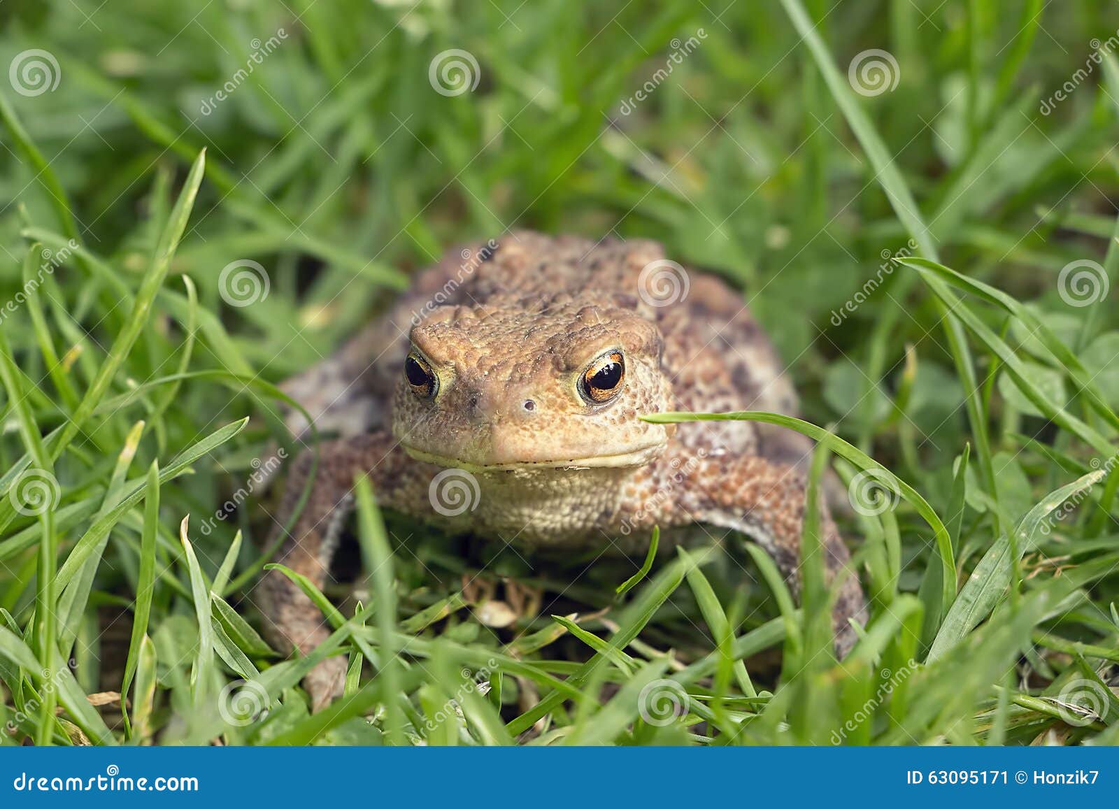 Beautiful frog in grass stock image. Image of colorful - 63095171