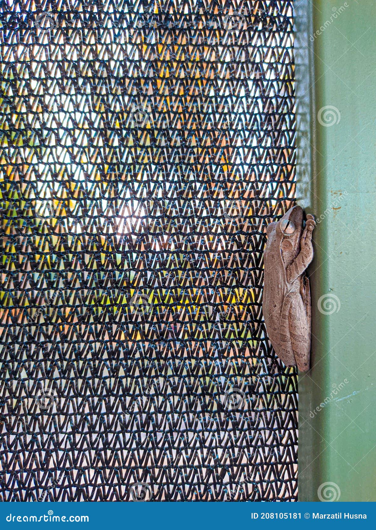 Beautiful Frog when Sleeping Stock Image - Image of sleeping, line ...