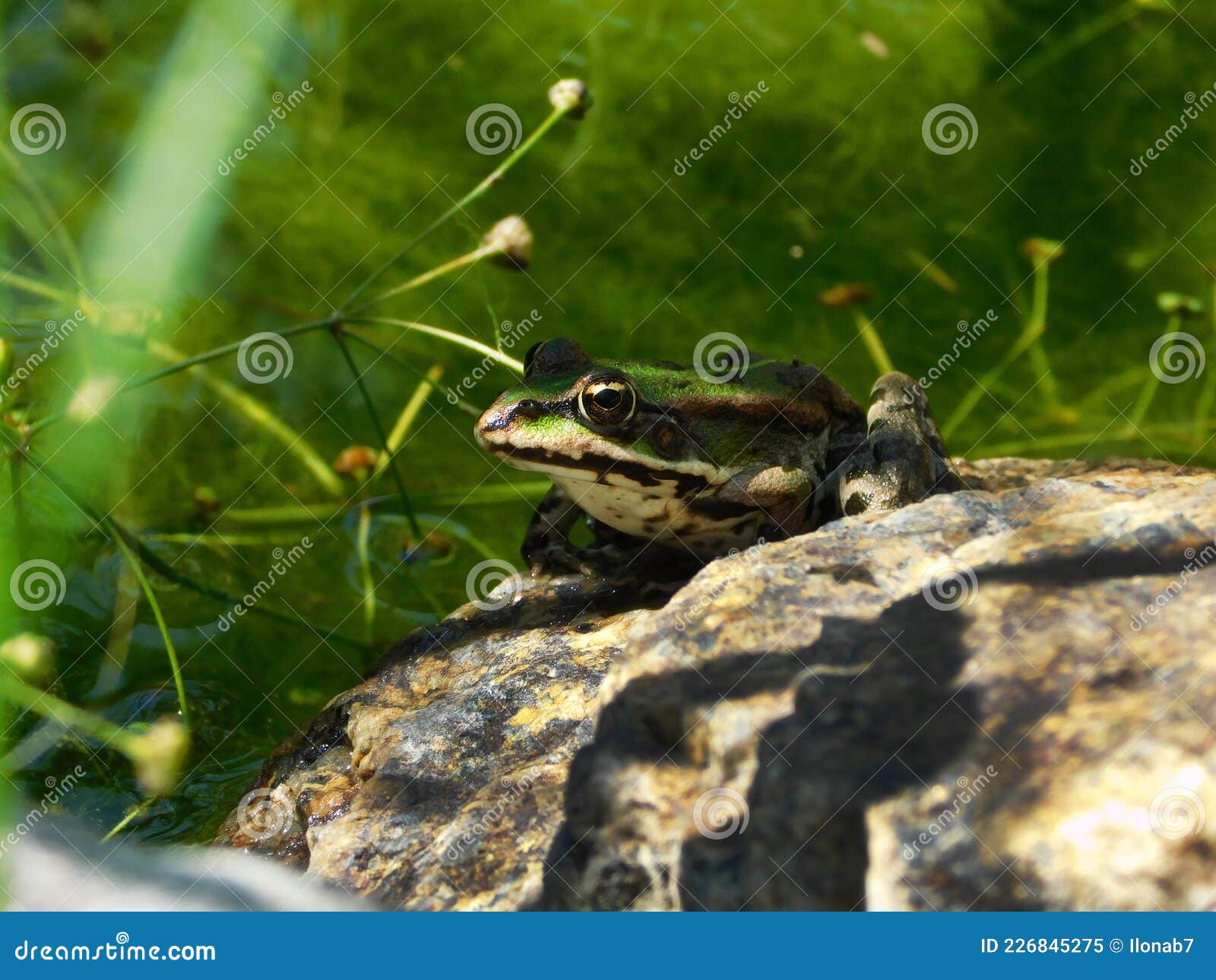 Beautiful Frog on a Stone. Frog on a Stone. Frog. Stock Image - Image ...