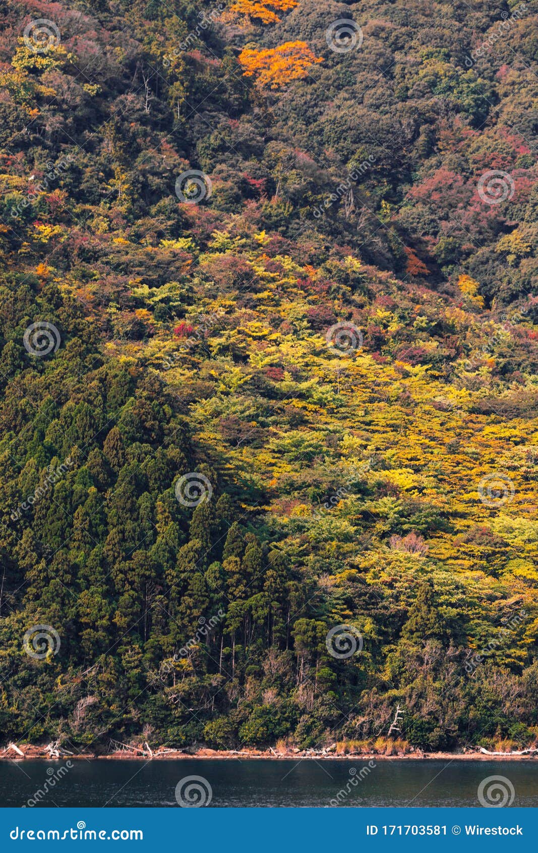 Beautiful Front View Shot of a Hill Covered in Colorful Trees Stock ...