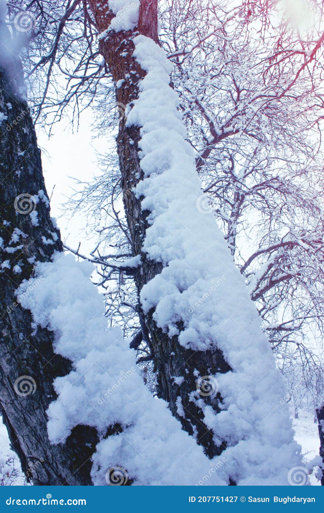 Beautiful Frosty Tree in Winter Stock Image - Image of beautiful ...