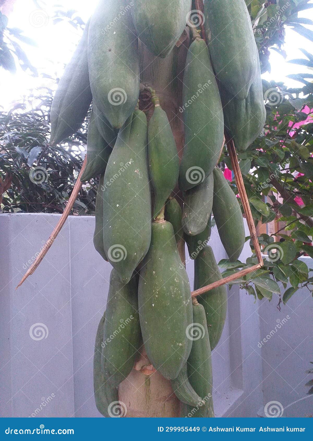 Beautiful Frout Stock Photos - Free & Royalty-Free Stock Photos from ...