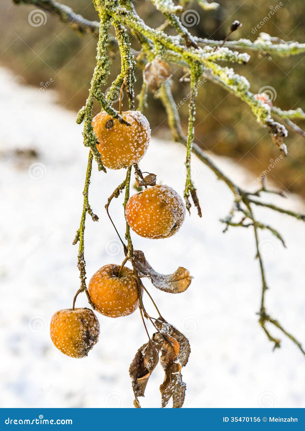 Frozen Apple Juice Under A Microscope. Royalty-Free Stock Photo ...