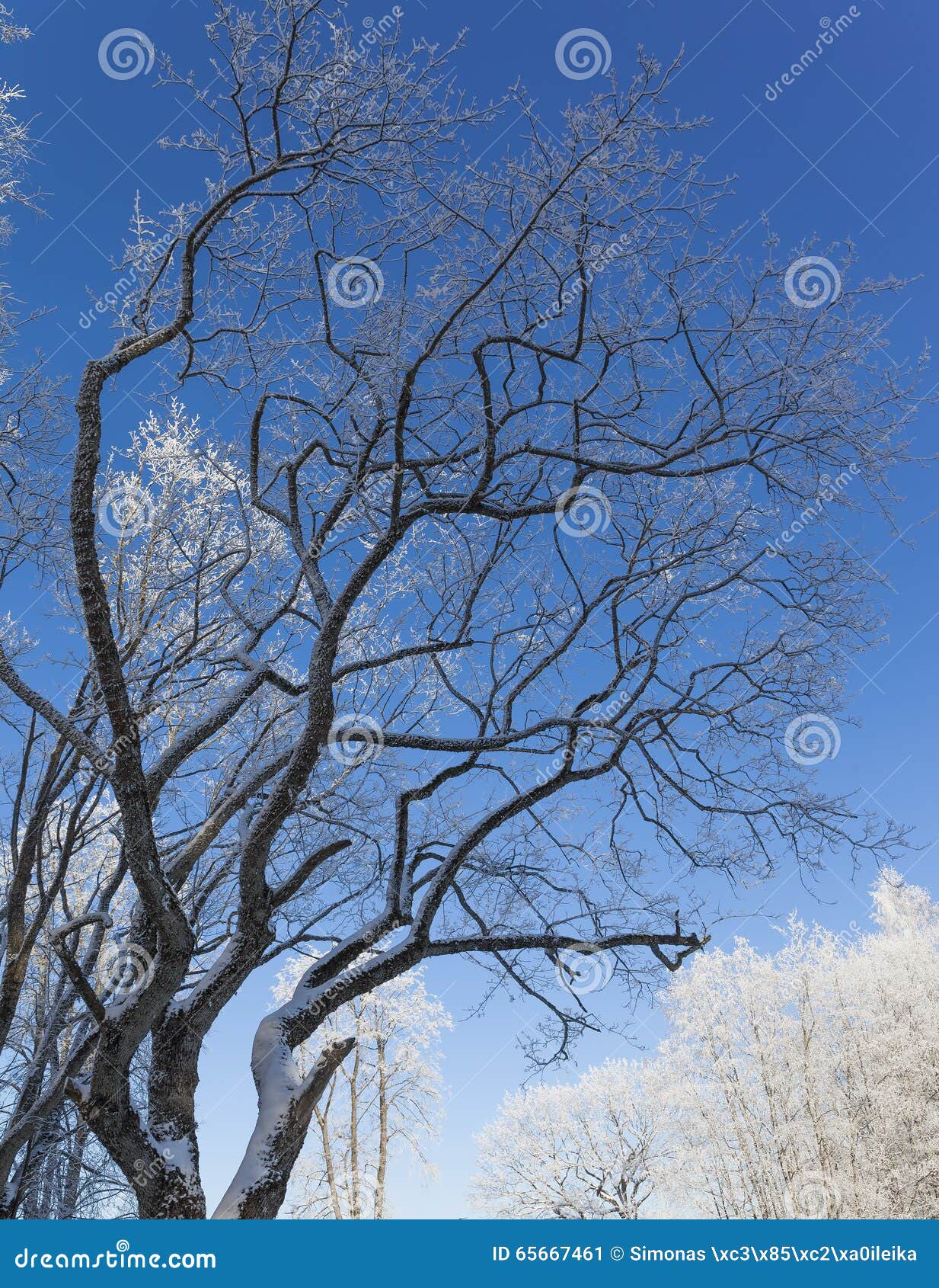 Beautiful Frozen Tree on Blue Sky Background Stock Image - Image of ...