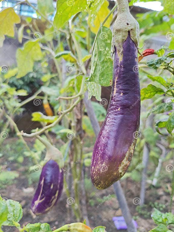 The Beautiful Fruit of the Eggplant Tree Stock Image - Image of ...