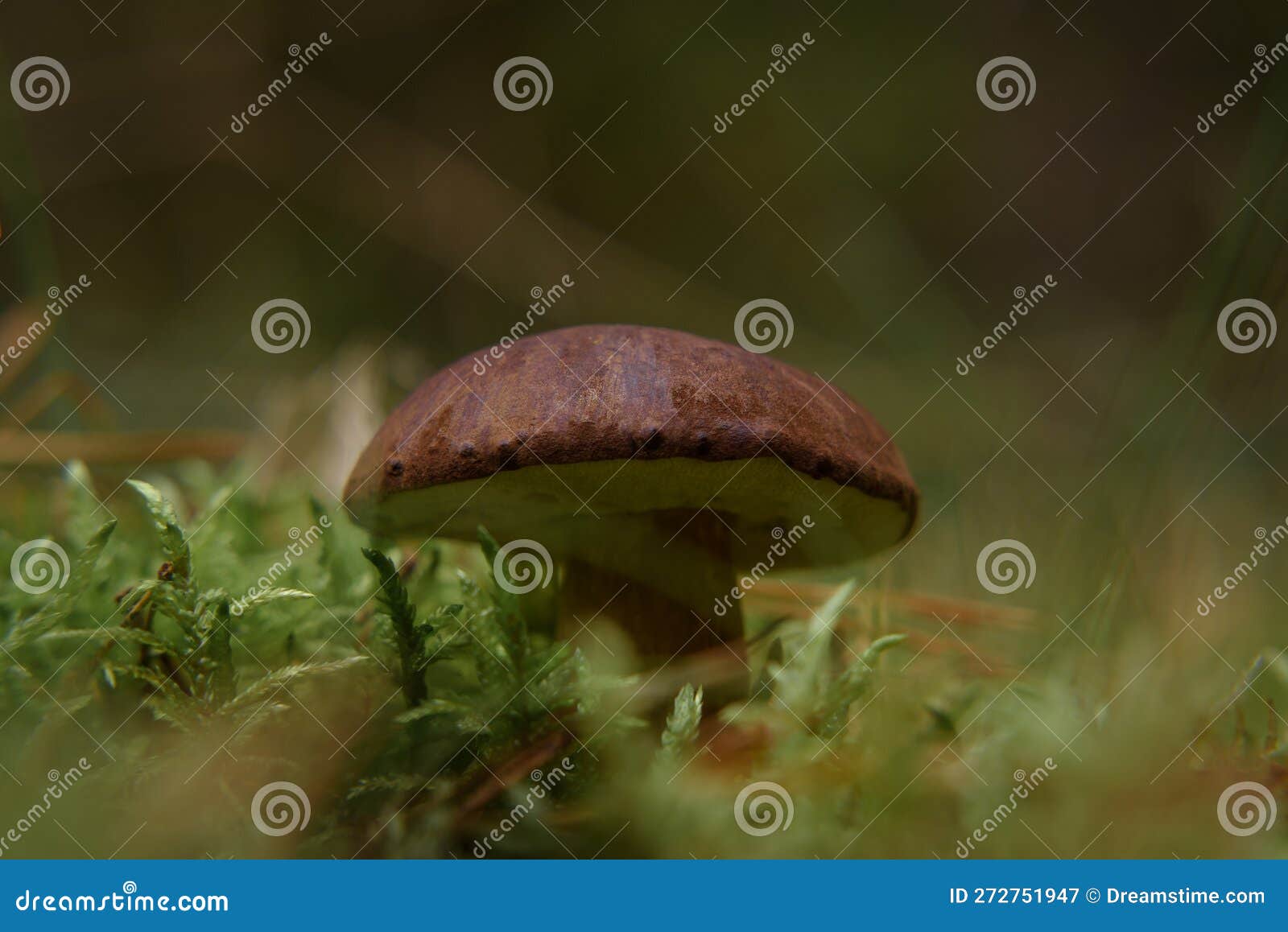 EDIBLE MUSHROOM stock image. Image of pasturage, undergrowth - 272751947