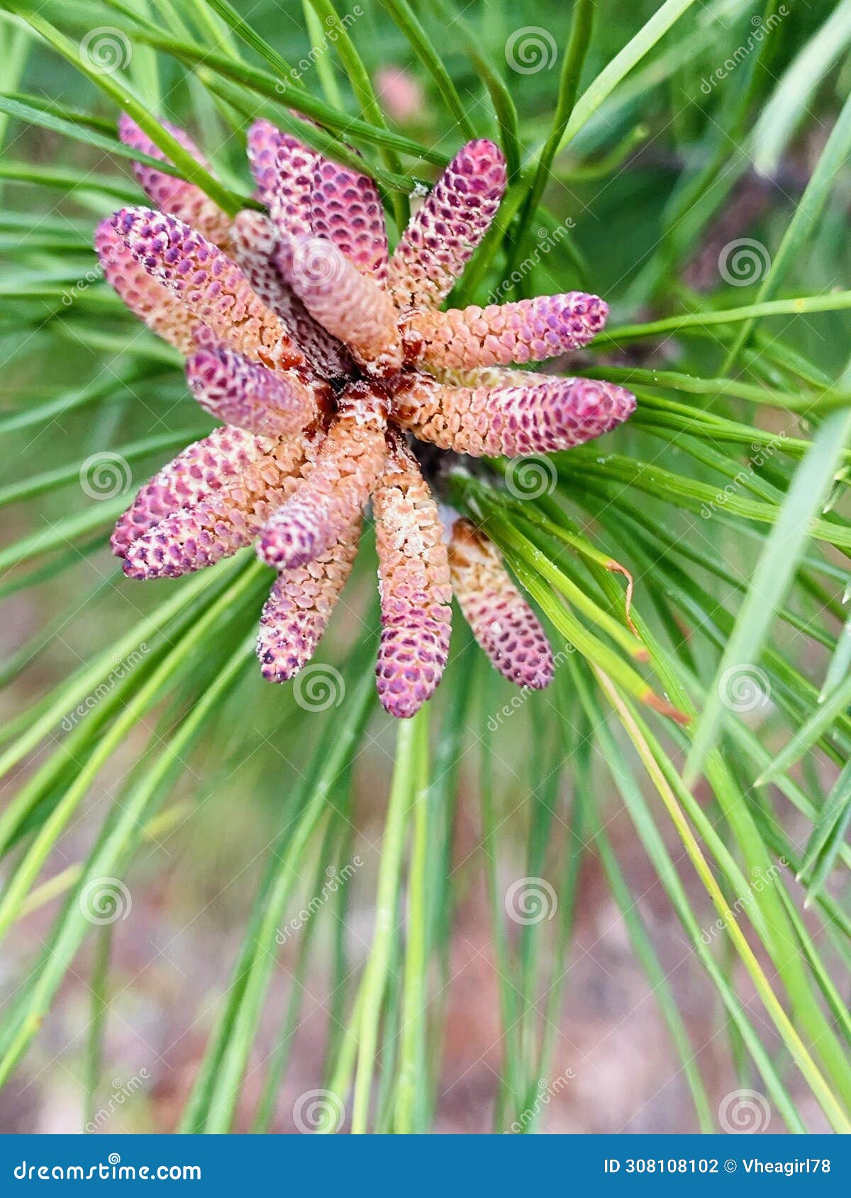 The Beautiful Fruit of the Pine Tree Purple Cones Stock Photo - Image ...