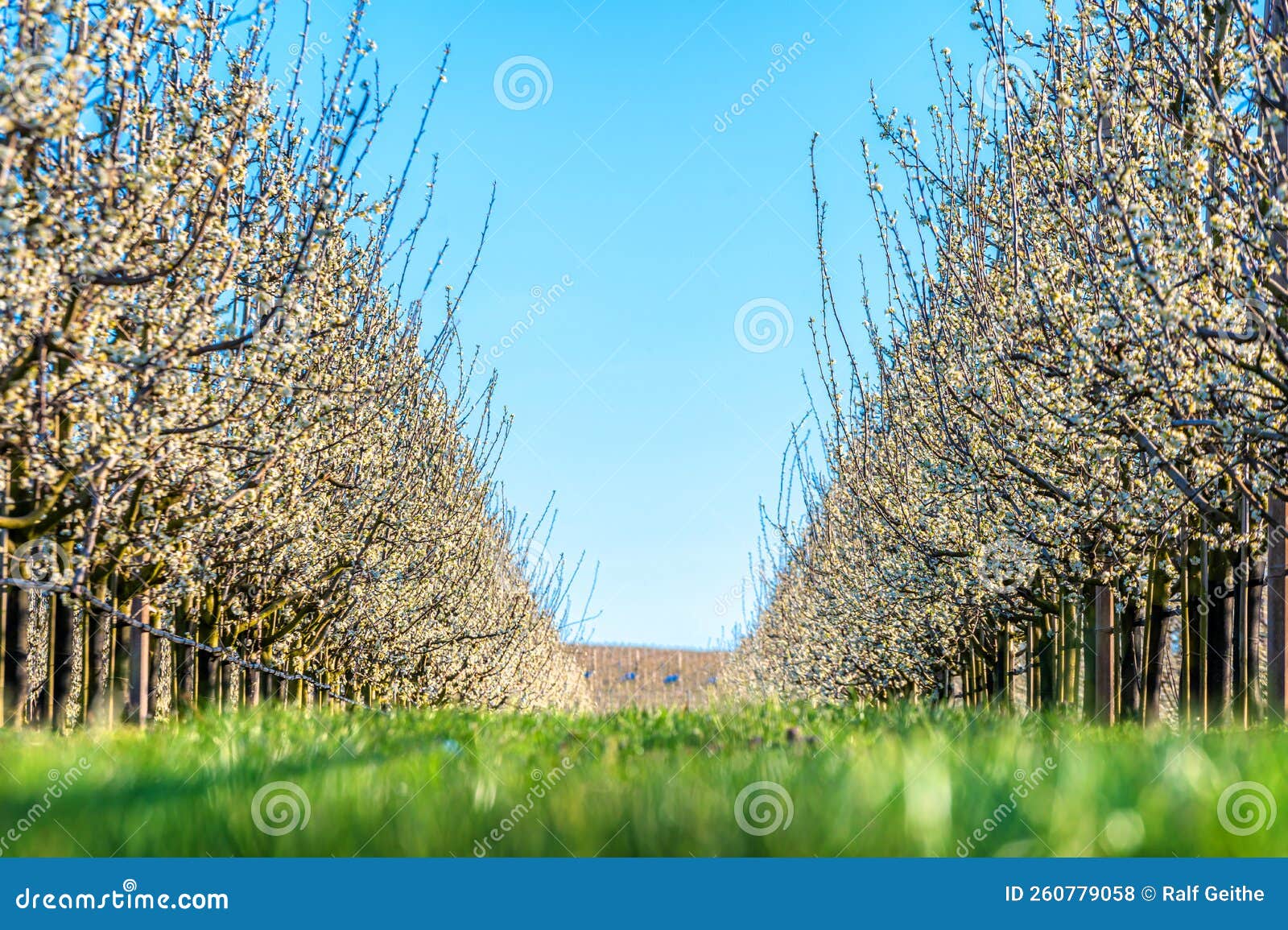 Beautiful Fruit Tree Blossom in Orchard Against Blue Sky Stock Photo ...