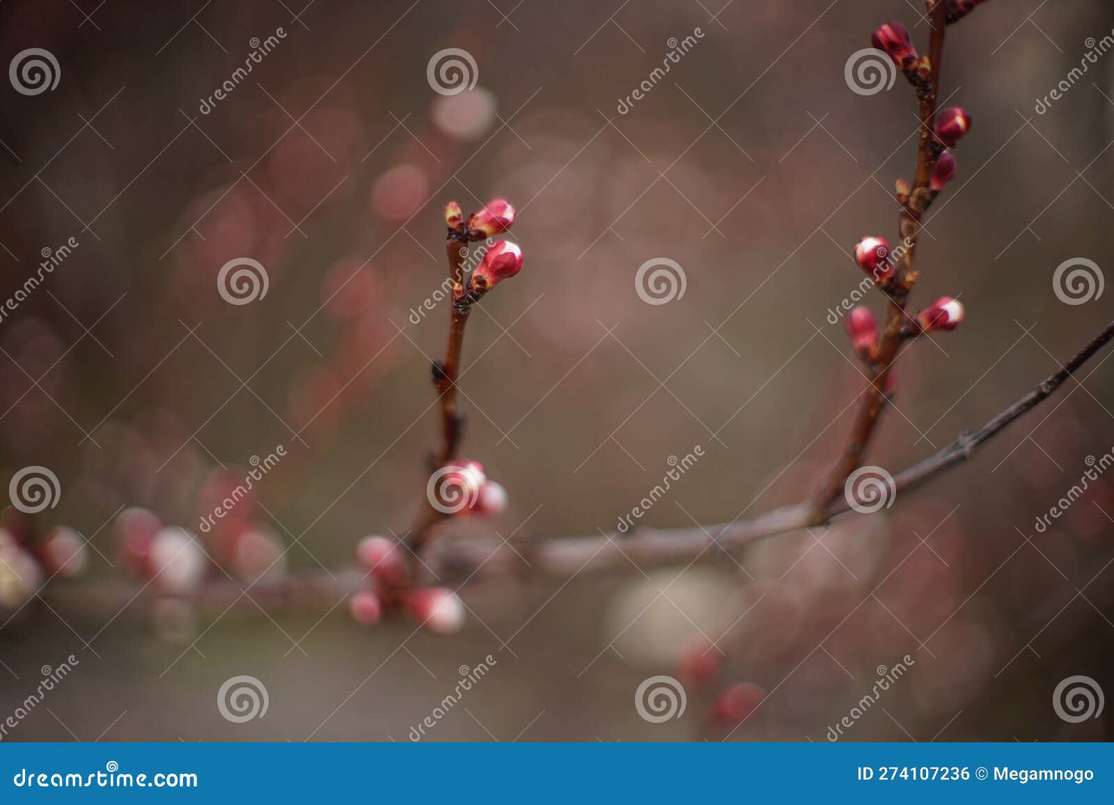 Beautiful Fruit Tree Branch, Apricot Branches Blossom Stock Photo ...
