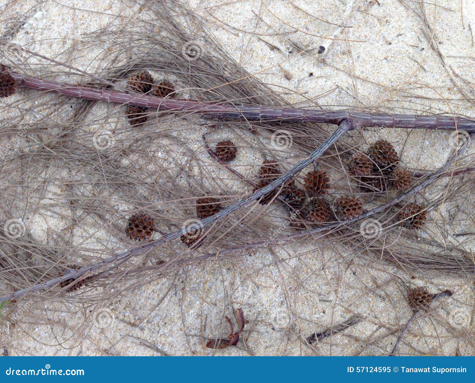 Beautiful Fruits Of Solanum Gilo Growing In The Vegetable Garden ...