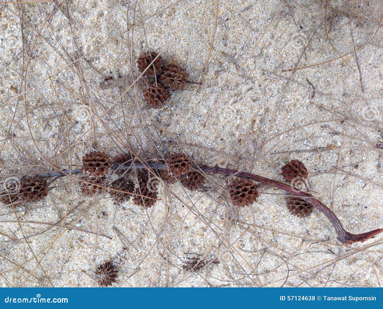 Beautiful Fruits Of Solanum Gilo Growing In The Vegetable Garden ...