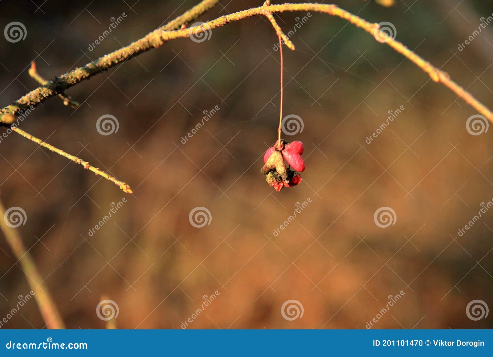 Beautiful Fruits of Spindle Tree in the Forest Stock Photo - Image of ...