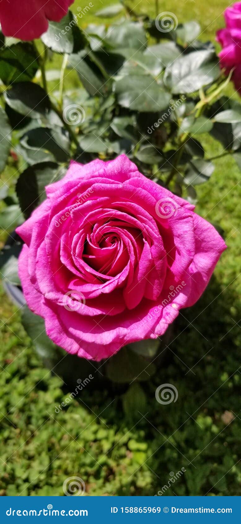 Beautiful fuchsia roses stock image. Image of flowers - 158865969