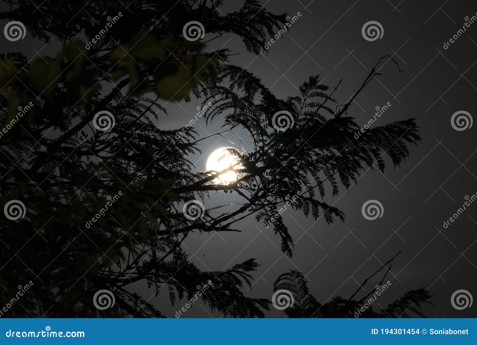 Beautiful Full Moon Behind Branches of a Tree Stock Photo - Image of ...