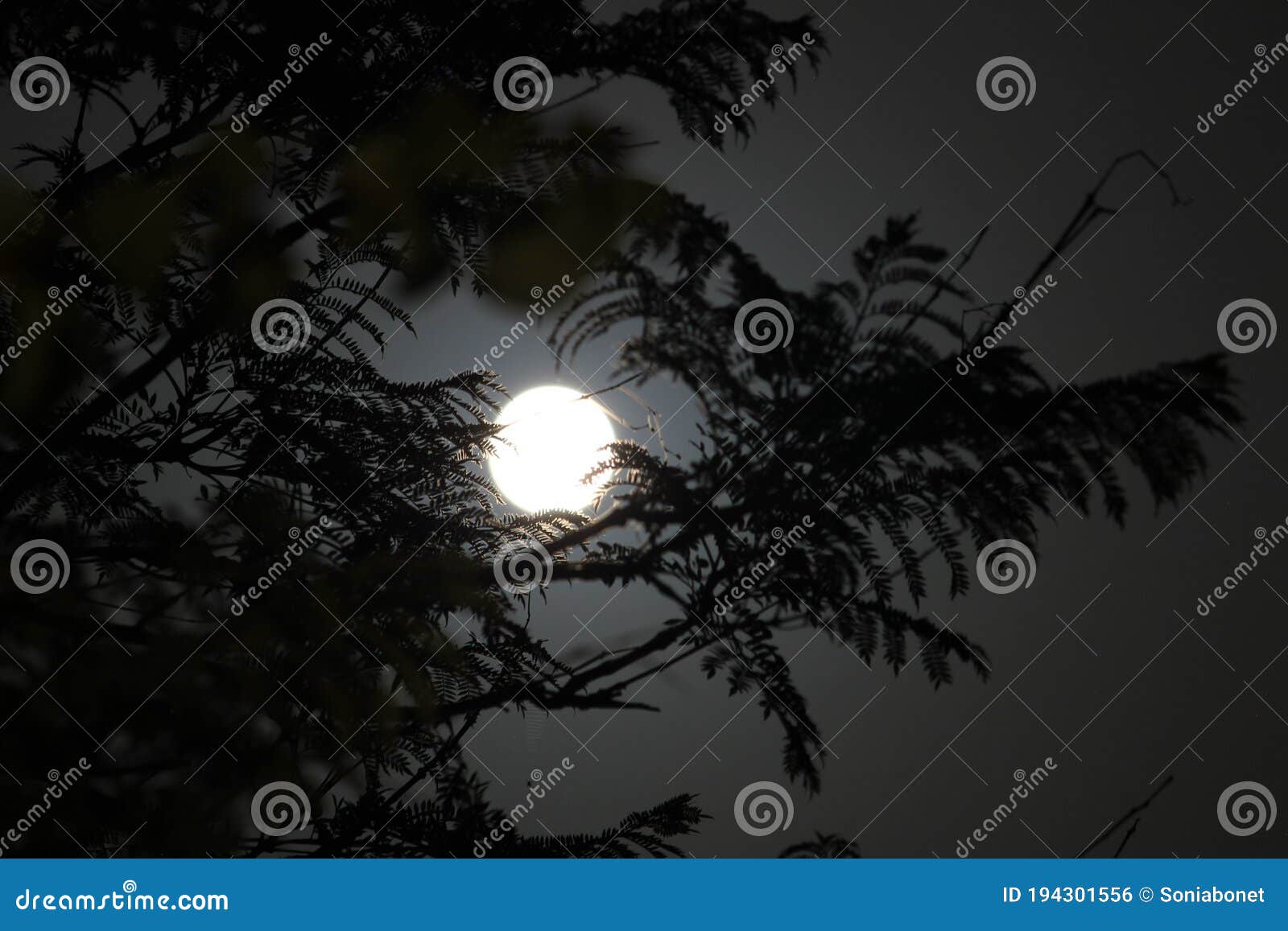 Beautiful Full Moon Behind Branches of a Tree Stock Photo - Image of ...
