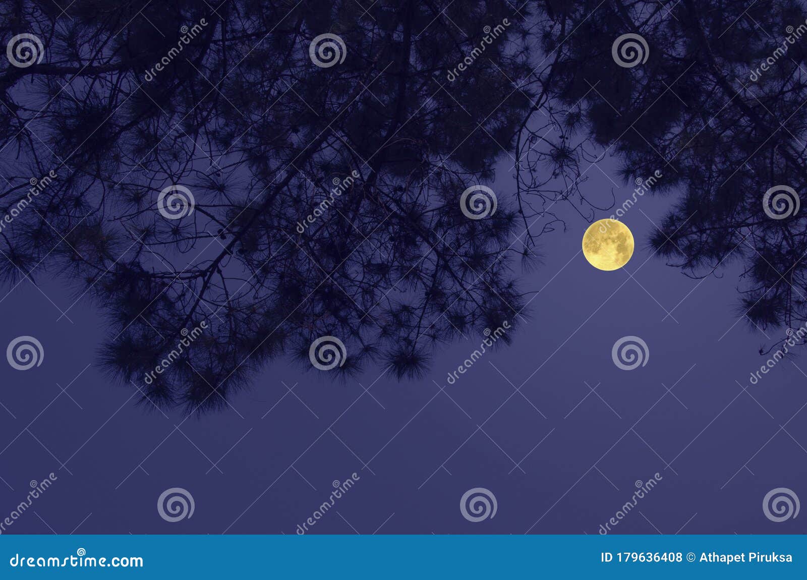 Beautiful Full Moon Over Pine Tree at Night Stock Photo - Image of leaf ...