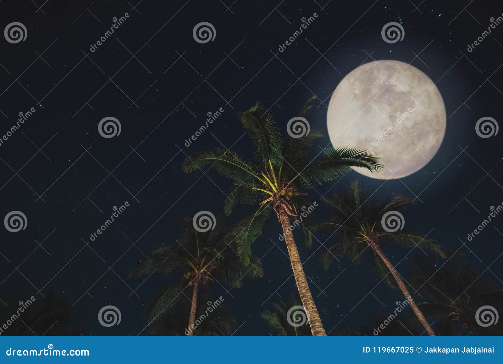 Beautiful Full Moon Over Tropical Palm Forest Stock Image - Image of ...