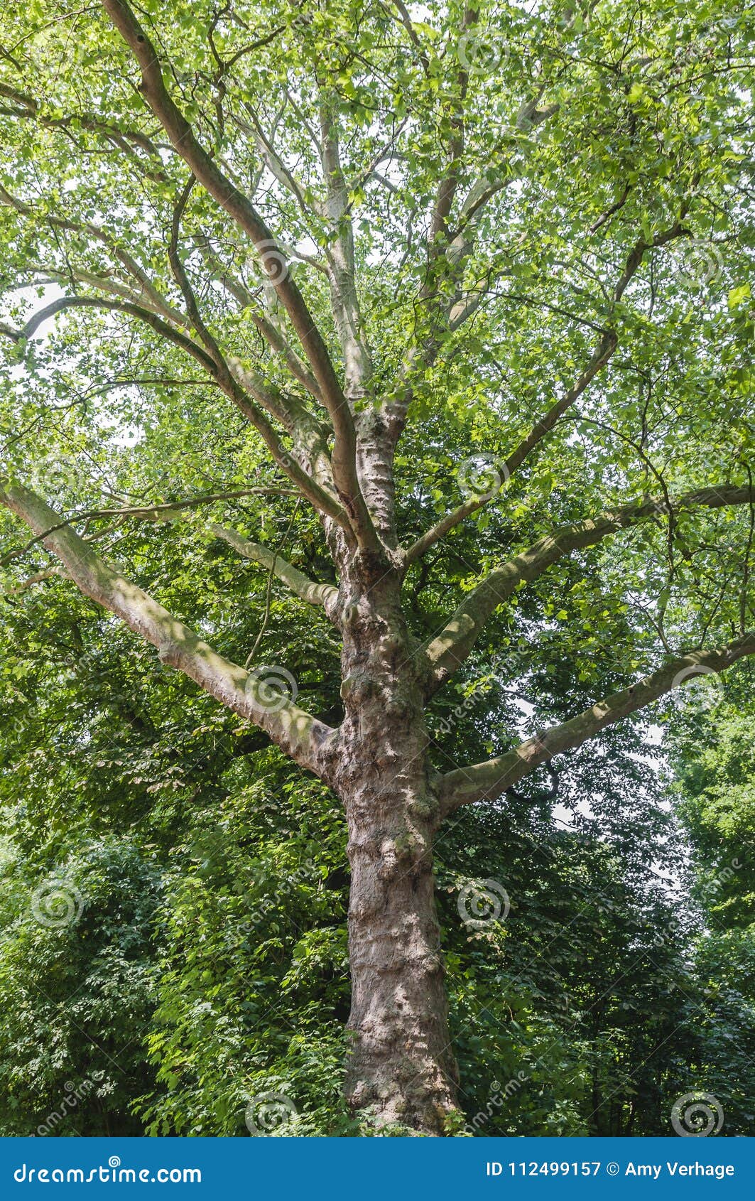 A Beautiful Full Tree in Bloom Stock Image - Image of full, beauty ...