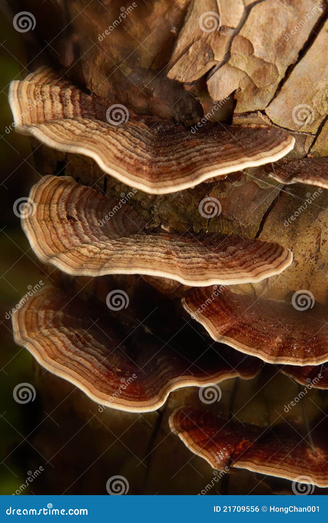 Beautiful Fungus stock photo. Image of yellow, forest - 21709556