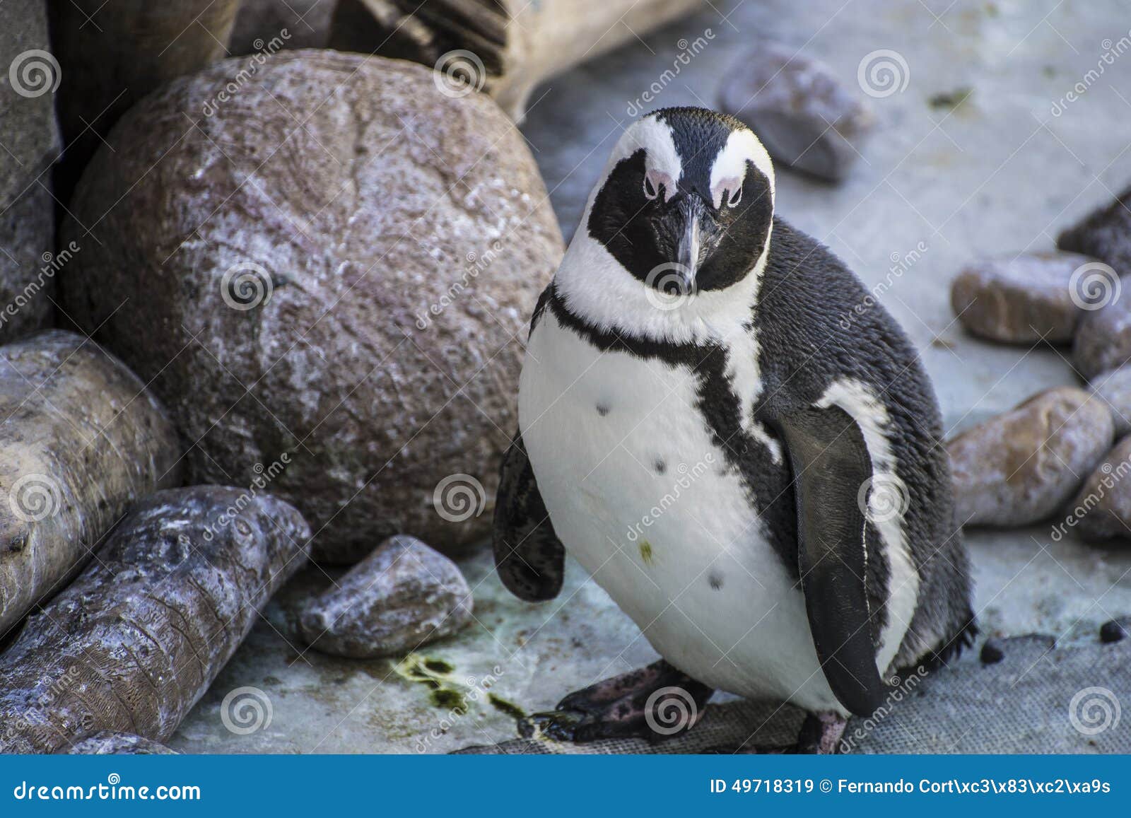 Beautiful and Funny Penguin Sun in a Peer Group Stock Image - Image of ...