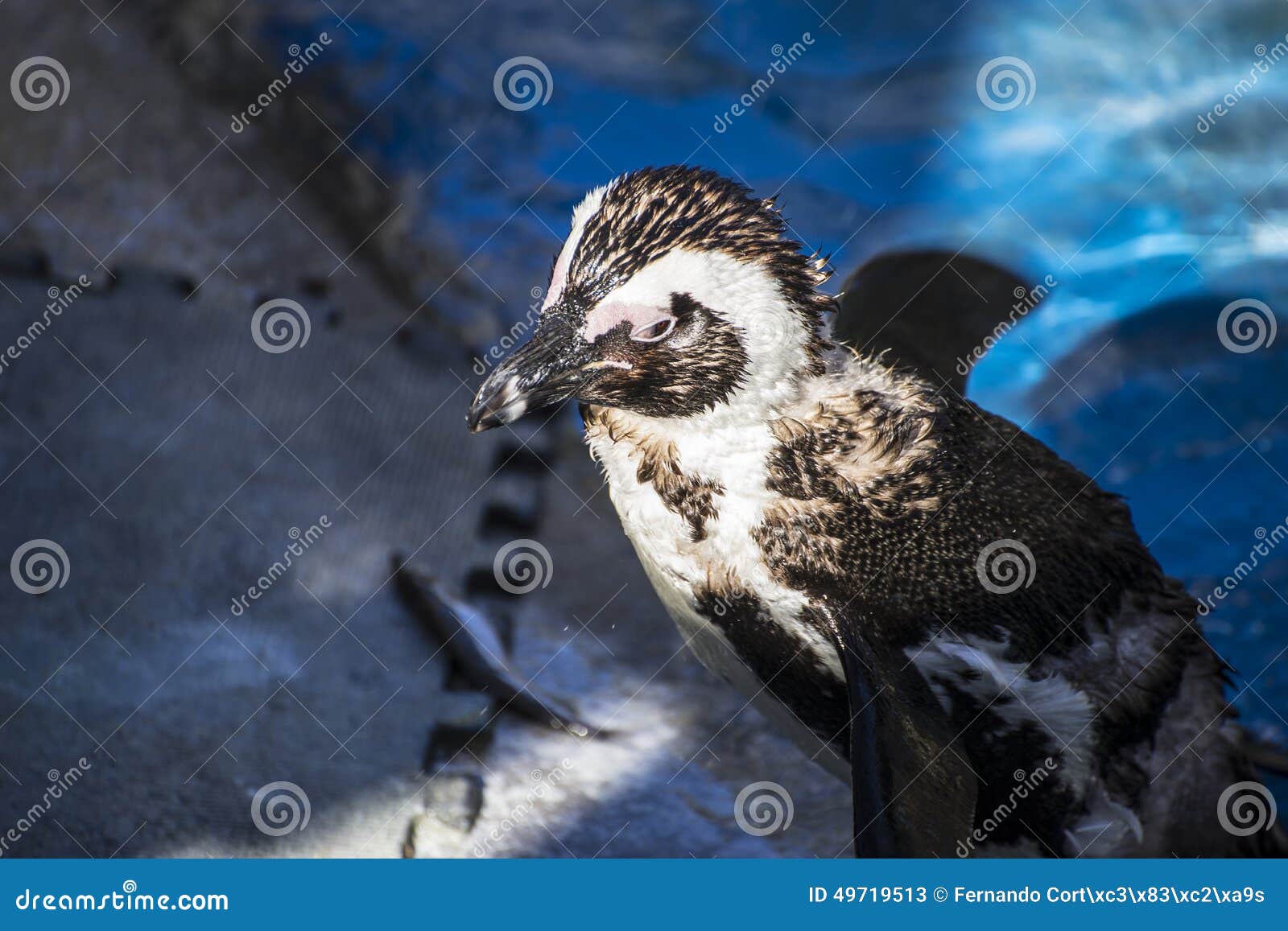 Beautiful and Funny Penguin Sun in a Peer Group Stock Image - Image of ...