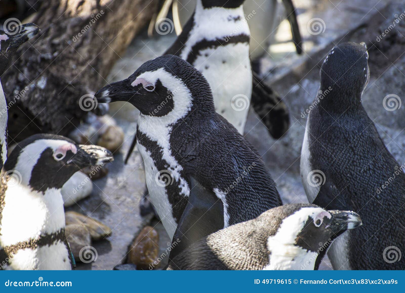 Beautiful and Funny Penguin Sun in a Peer Group Stock Image - Image of ...