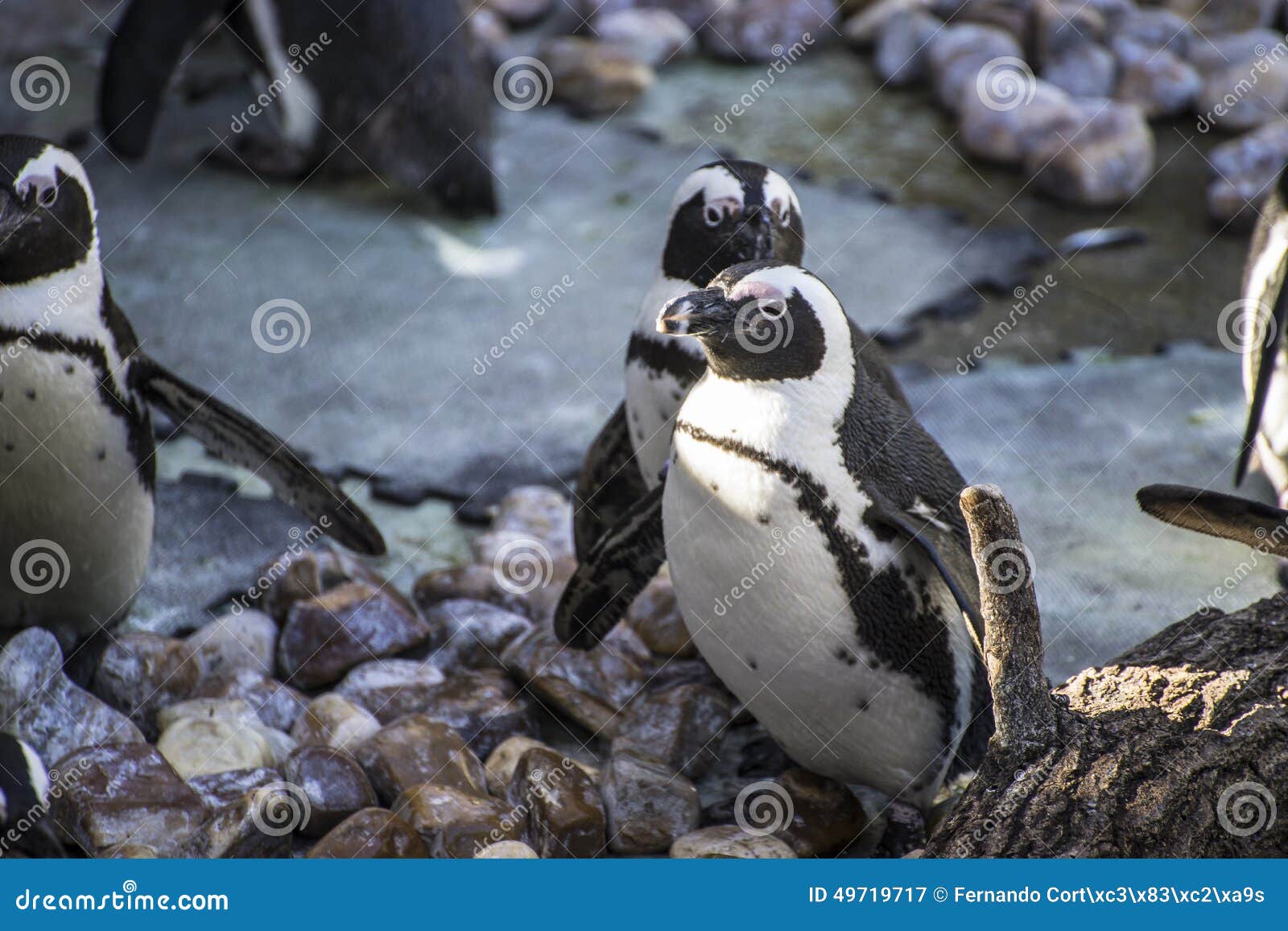 Beautiful and Funny Penguin Sun in a Peer Group Stock Image - Image of ...