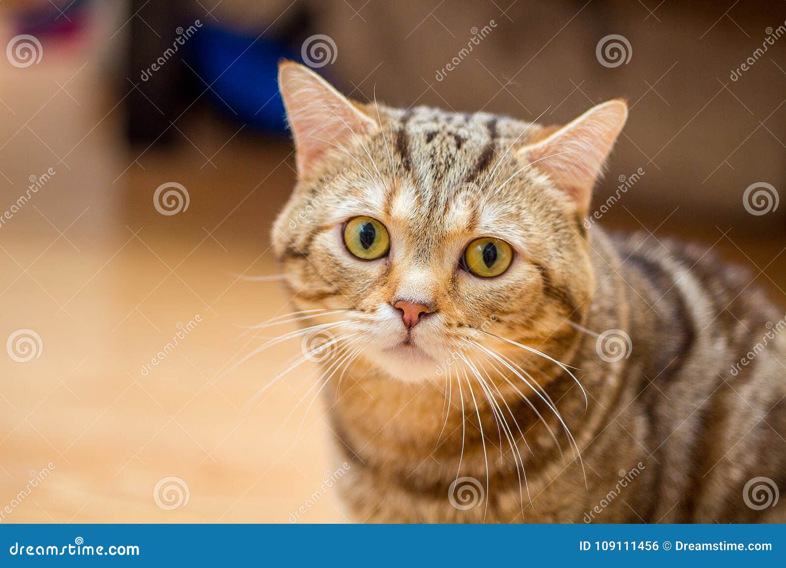 A Beautiful and Furry Scotch Cat Stock Photo - Image of diamonds, warm ...