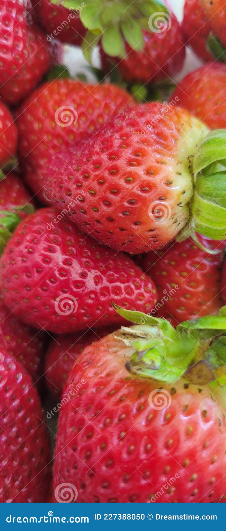 Fuzzy Strawberries Stock Photos - Free & Royalty-Free Stock Photos from ...
