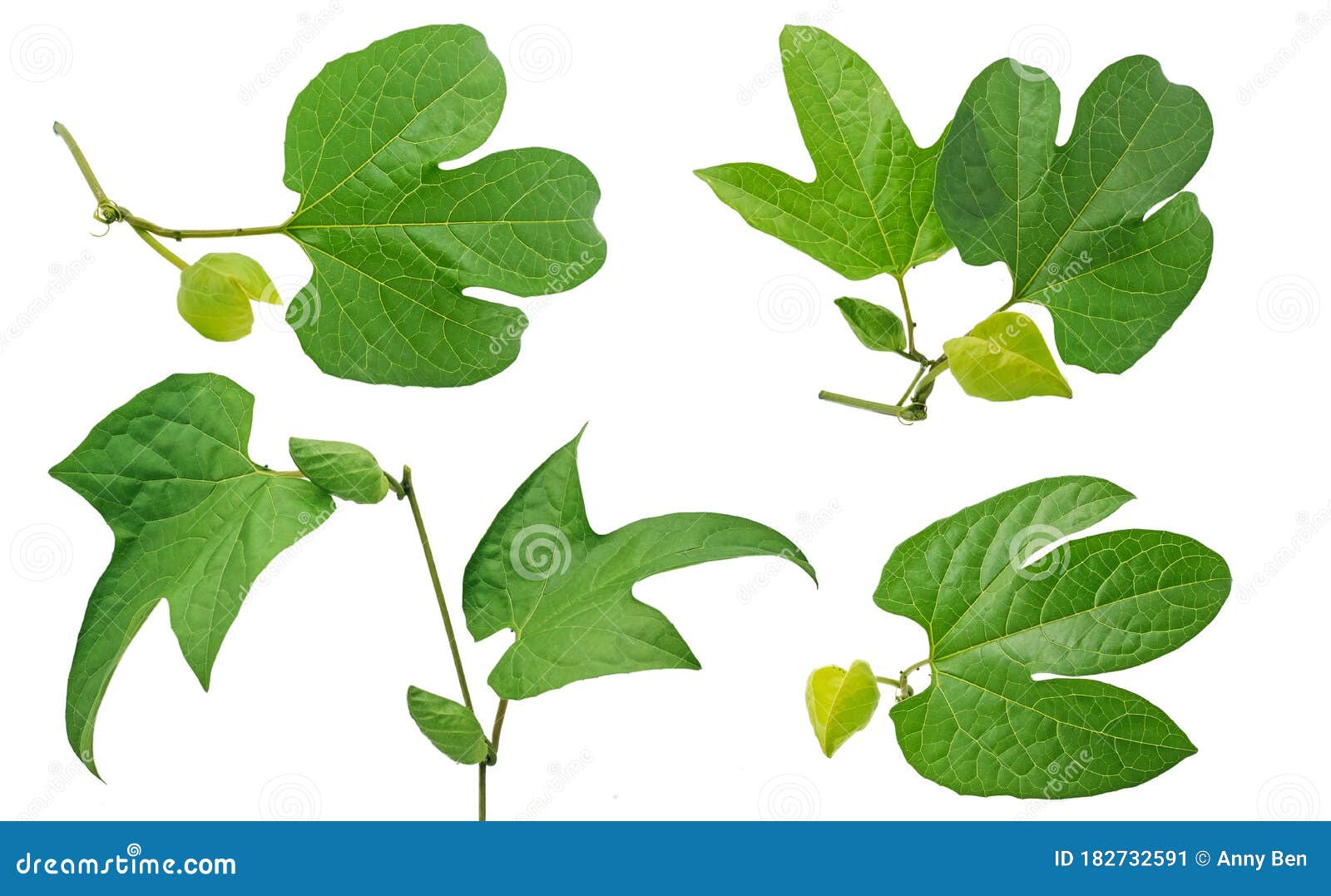 Beautiful Gac Leaves Isolated on White Background Stock Image - Image ...