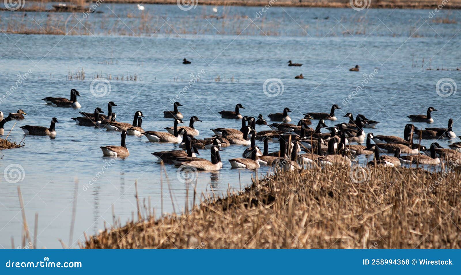 Beautiful Gaggle (Anser) Swimming in a Lake Stock Photo - Image of ...