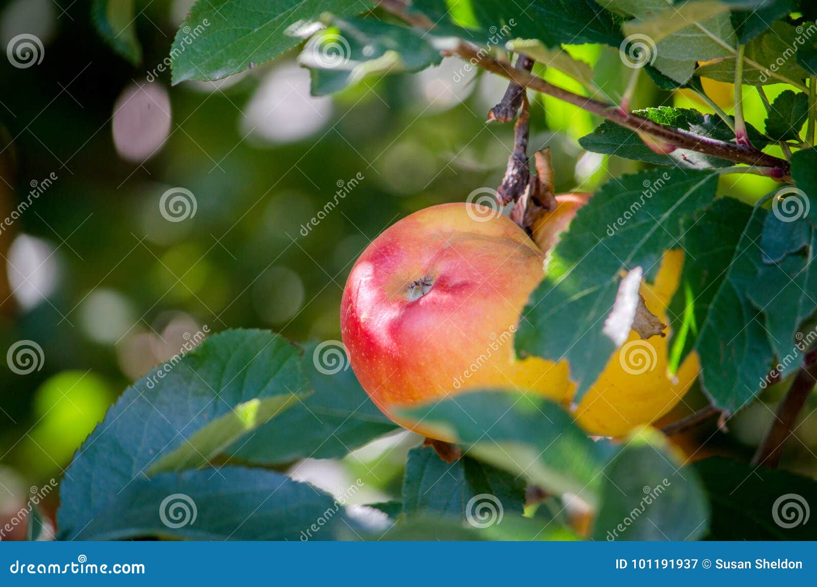 Beautiful Gala Apples in a Michigan Orchard Stock Image - Image of ...
