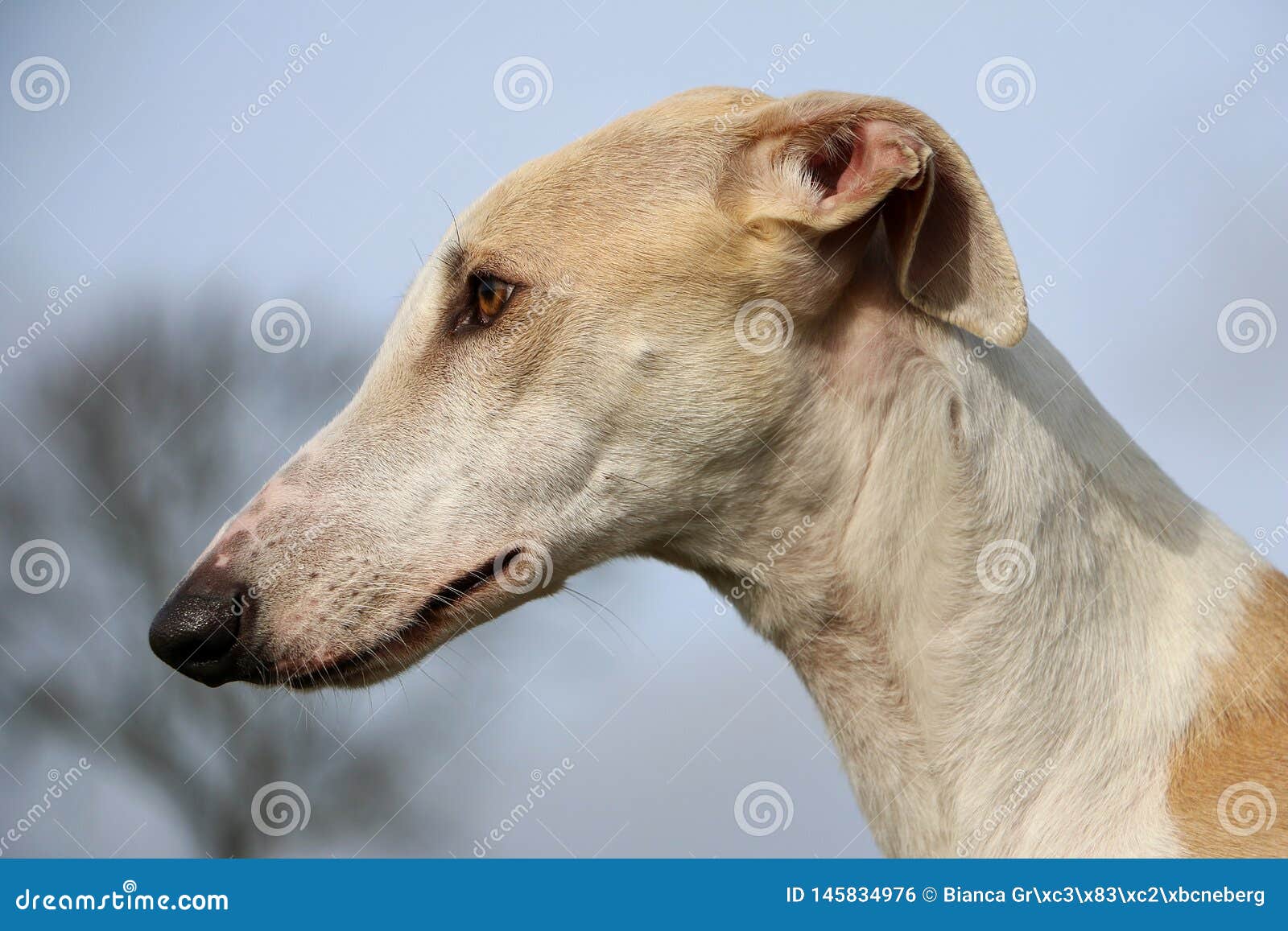 Beautiful Galgo Head Portrait in the Garden Stock Photo - Image of ...
