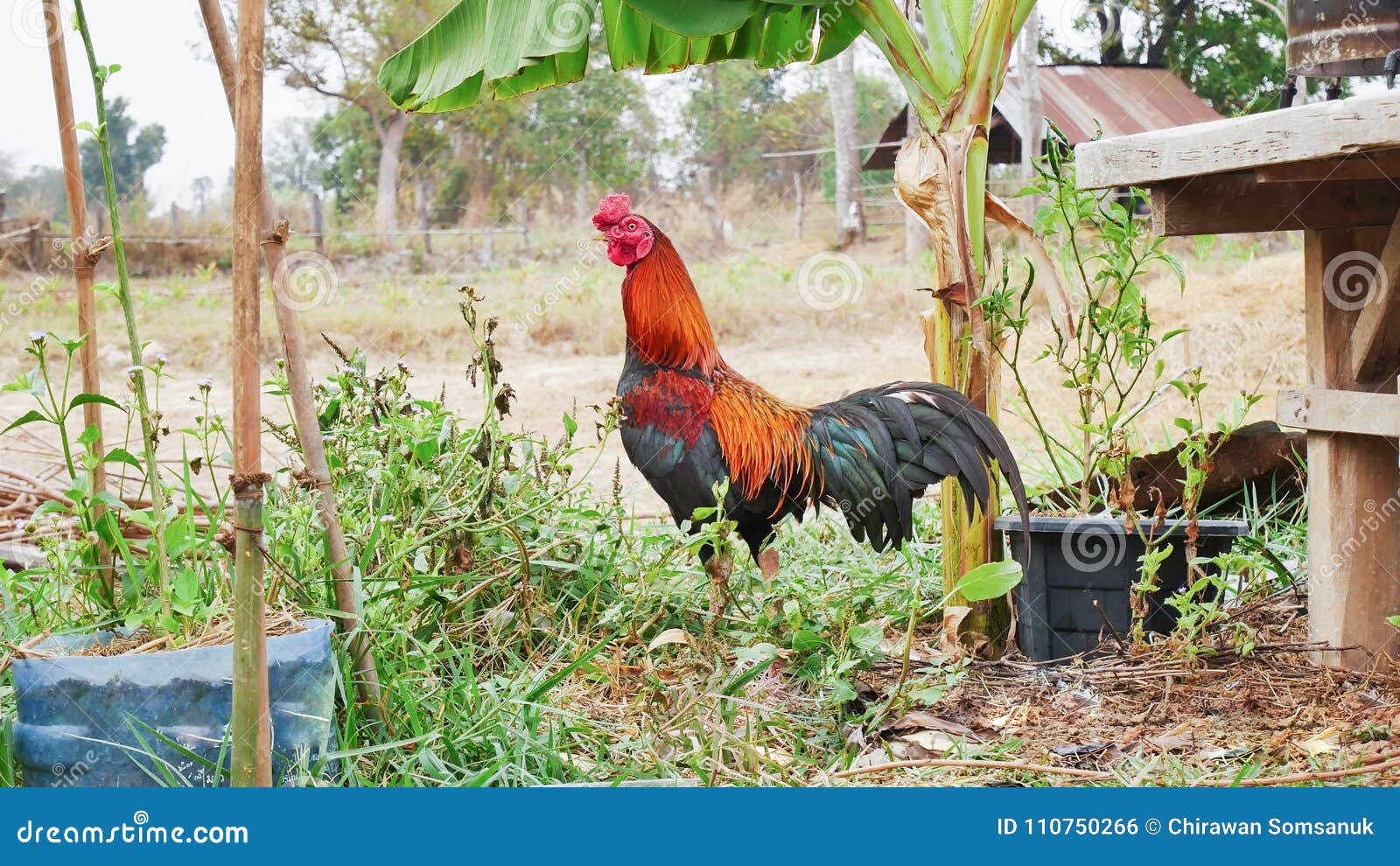 Beautiful Gamecock in Nature. Stock Photo - Image of nature, rooster ...