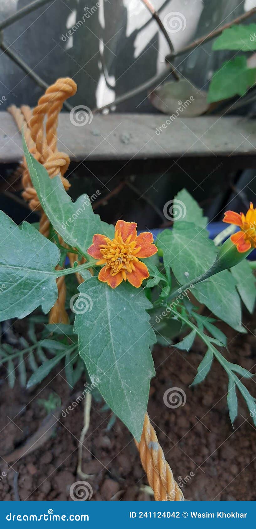 Beautiful gande flower stock photo. Image of wildflower - 241124042