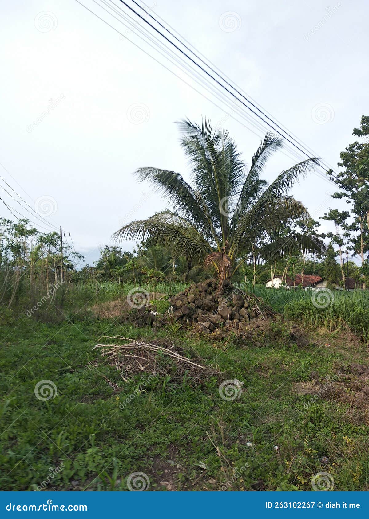 Beautiful Garden Ang Coconut Tree in the Afternoon Stock Image - Image ...