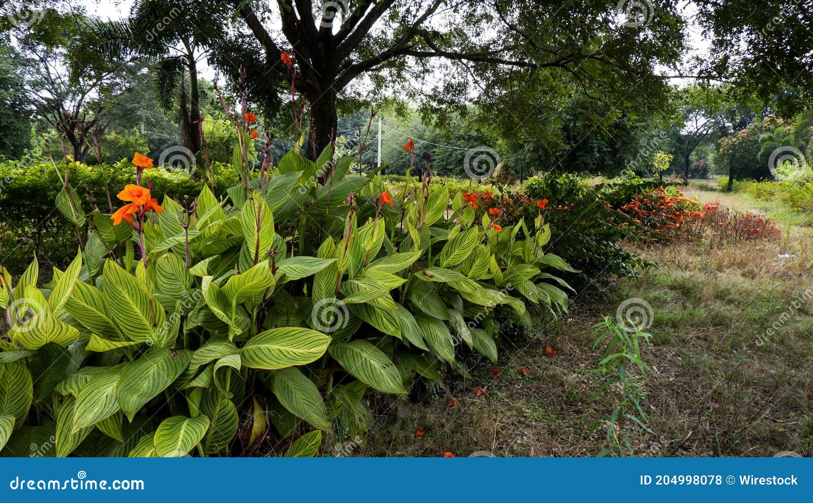 Beautiful Garden with Canna Flowers Stock Photo - Image of canna, field ...