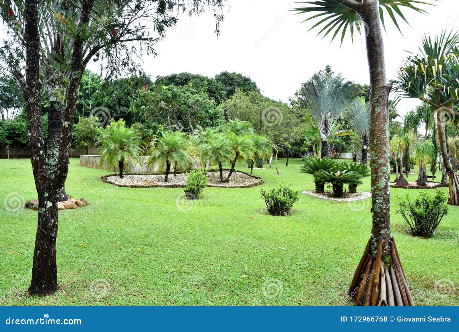 Beautiful Garden with Coconut Trees Green Grass Stock Photo - Image of ...