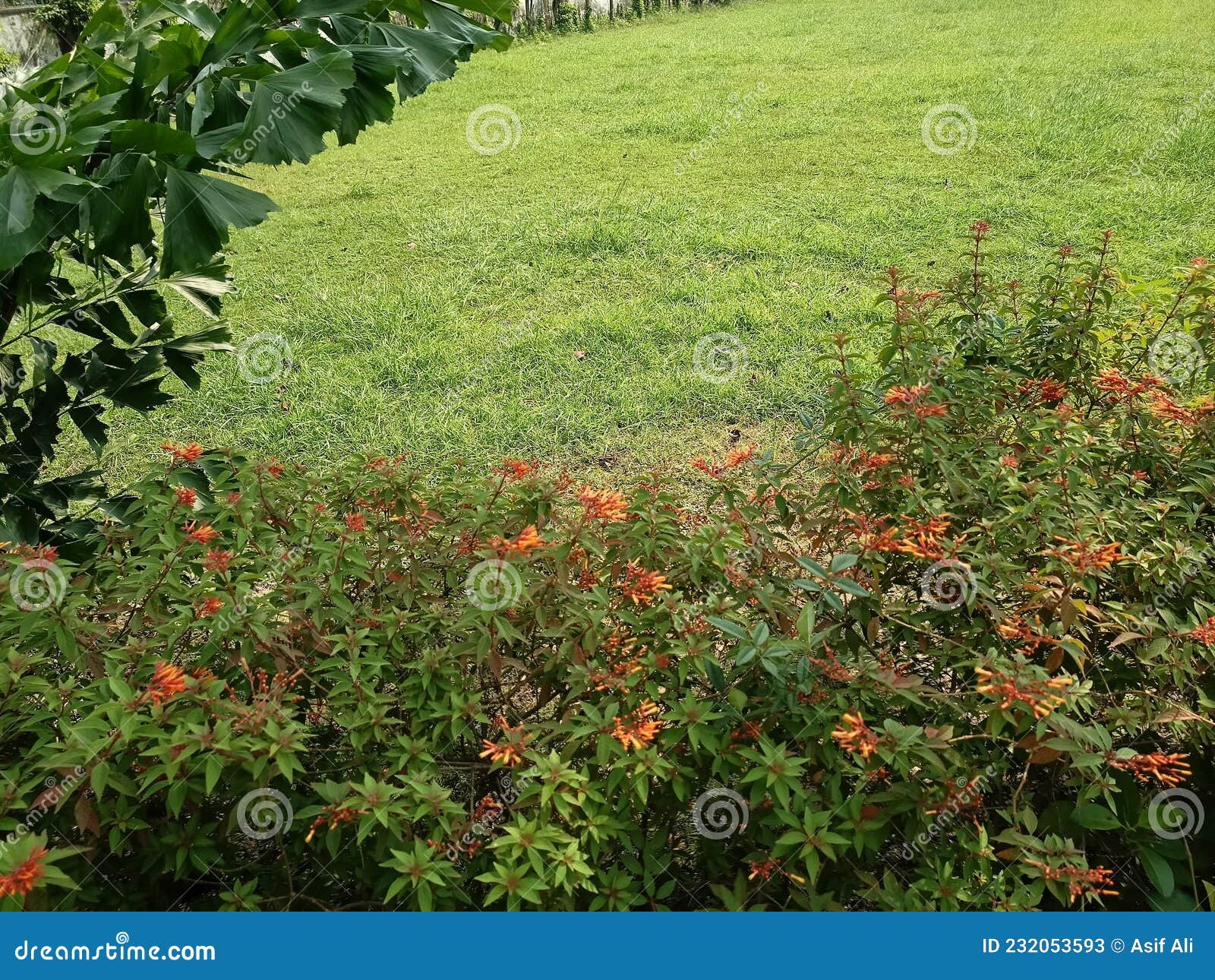 Beautiful Garden at Daytime Picture Stock Image - Image of closeup ...