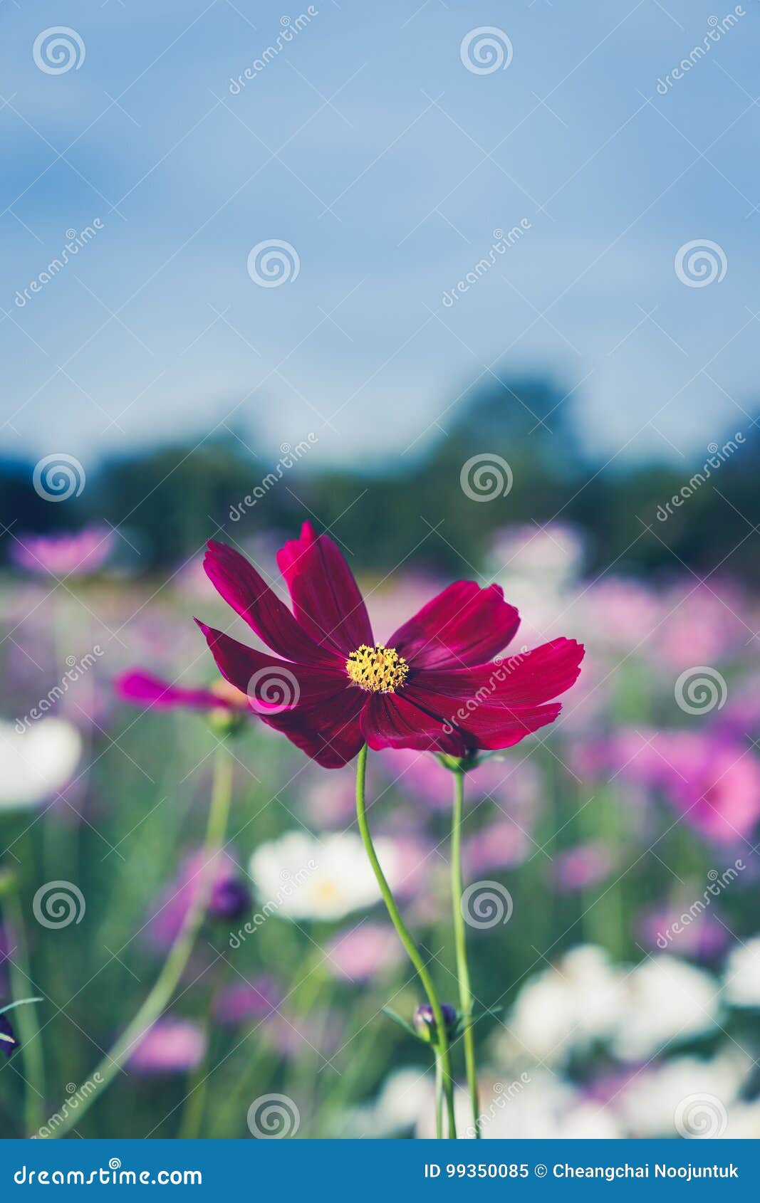 Cosmos stock image. Image of ripe, organic, decoration - 99350085