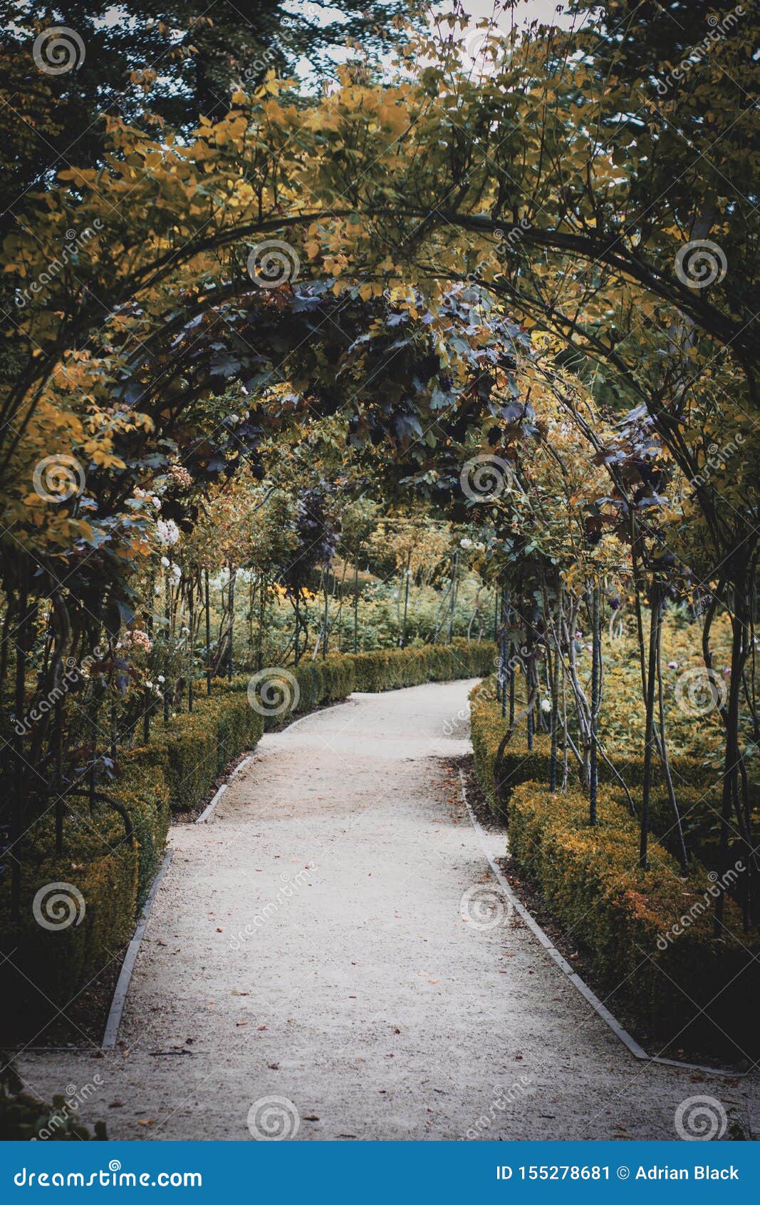 Beautiful Garden in Doncaster Stock Image - Image of outdoor, flowers ...