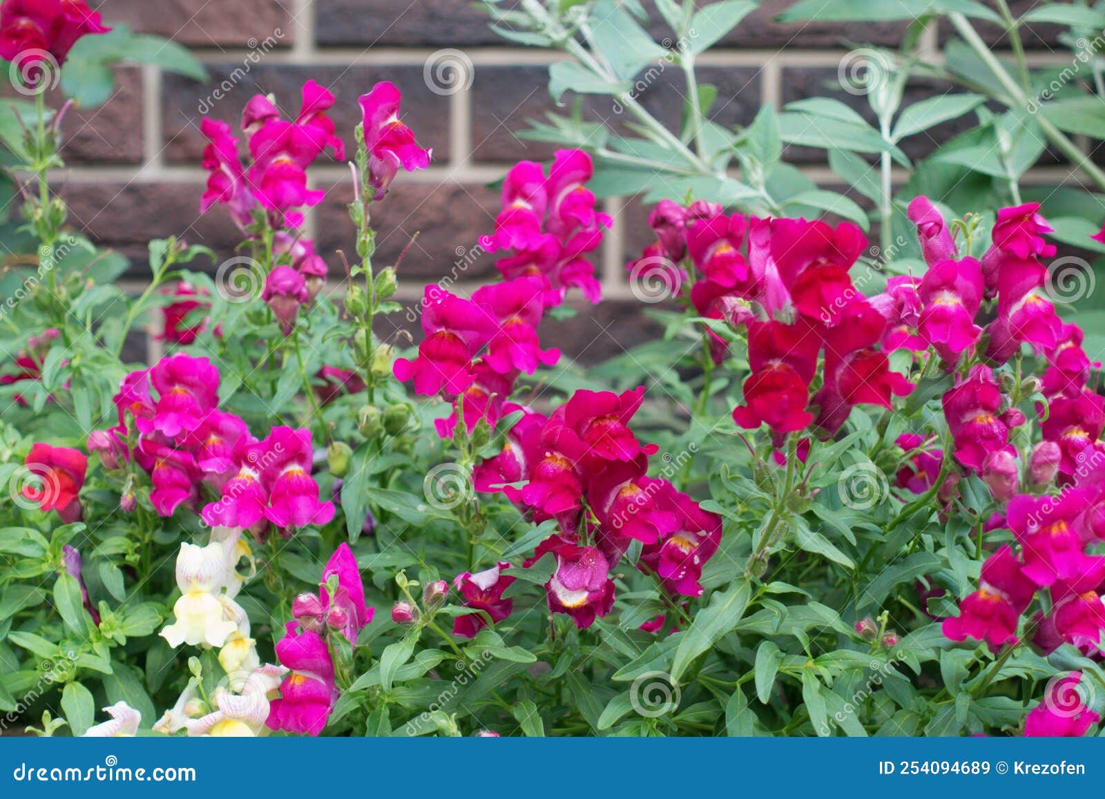 Beautiful garden flowers stock image. Image of pretty - 254094689