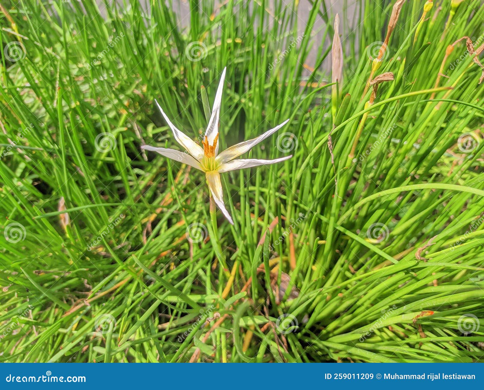 Beautiful Garden Flowers in the Morning Stock Image - Image of ...