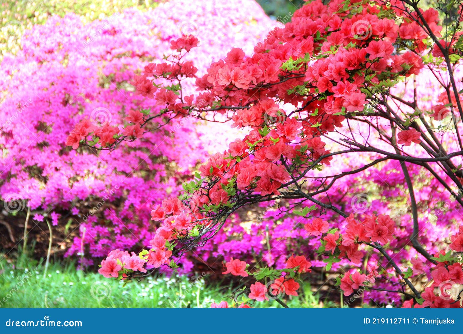 Beautiful Garden Full of Trees in Bloom Stock Image - Image of color ...