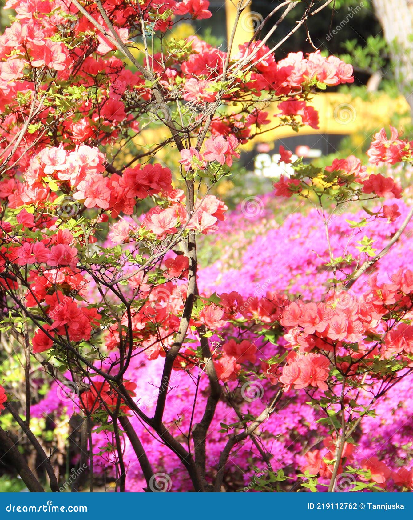 Beautiful Garden Full of Trees in Bloom Stock Photo - Image of ...