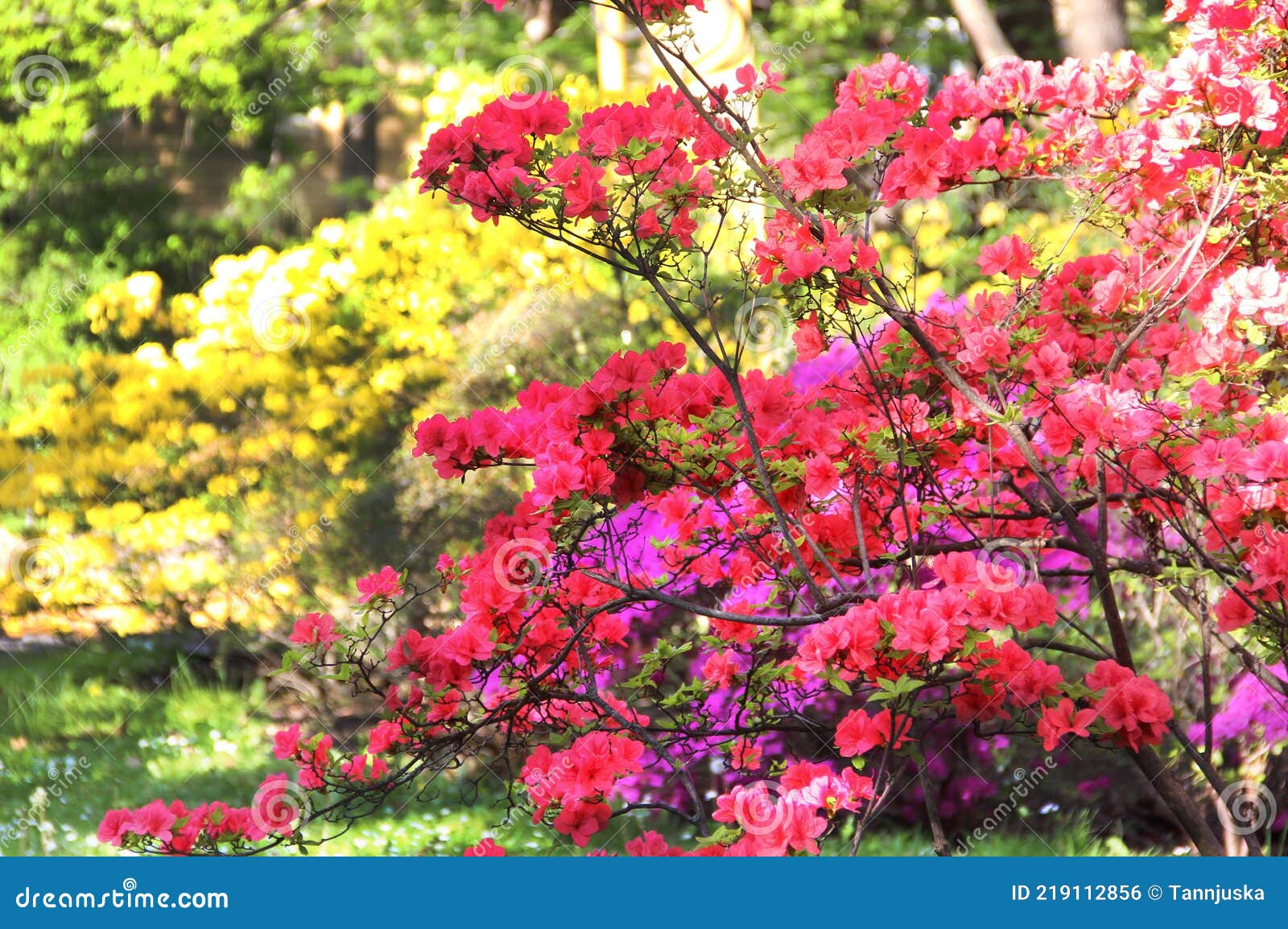 Beautiful Garden Full of Trees in Bloom Stock Photo - Image of nature ...