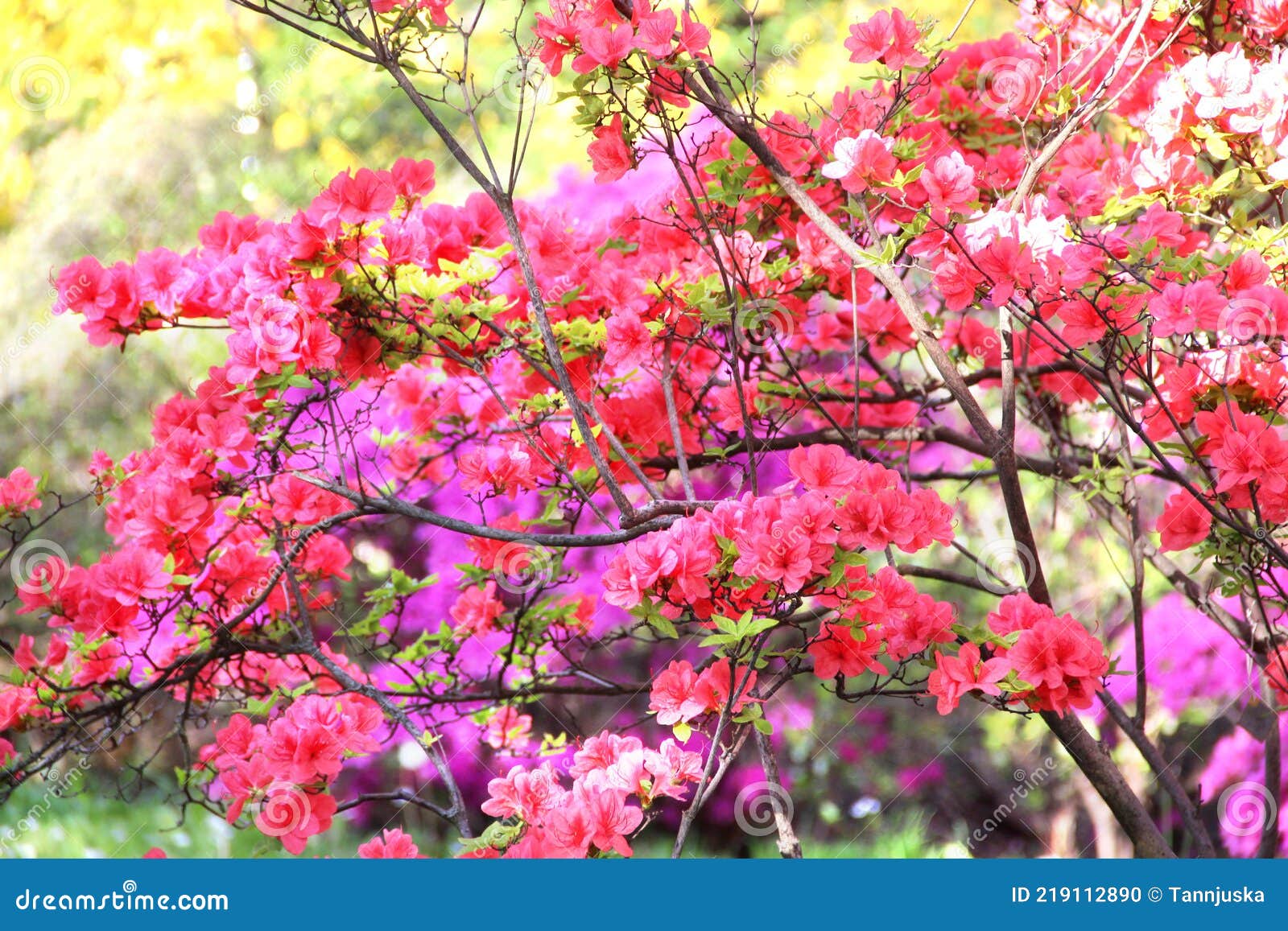 Beautiful Garden Full of Trees in Bloom Stock Photo - Image of pink ...
