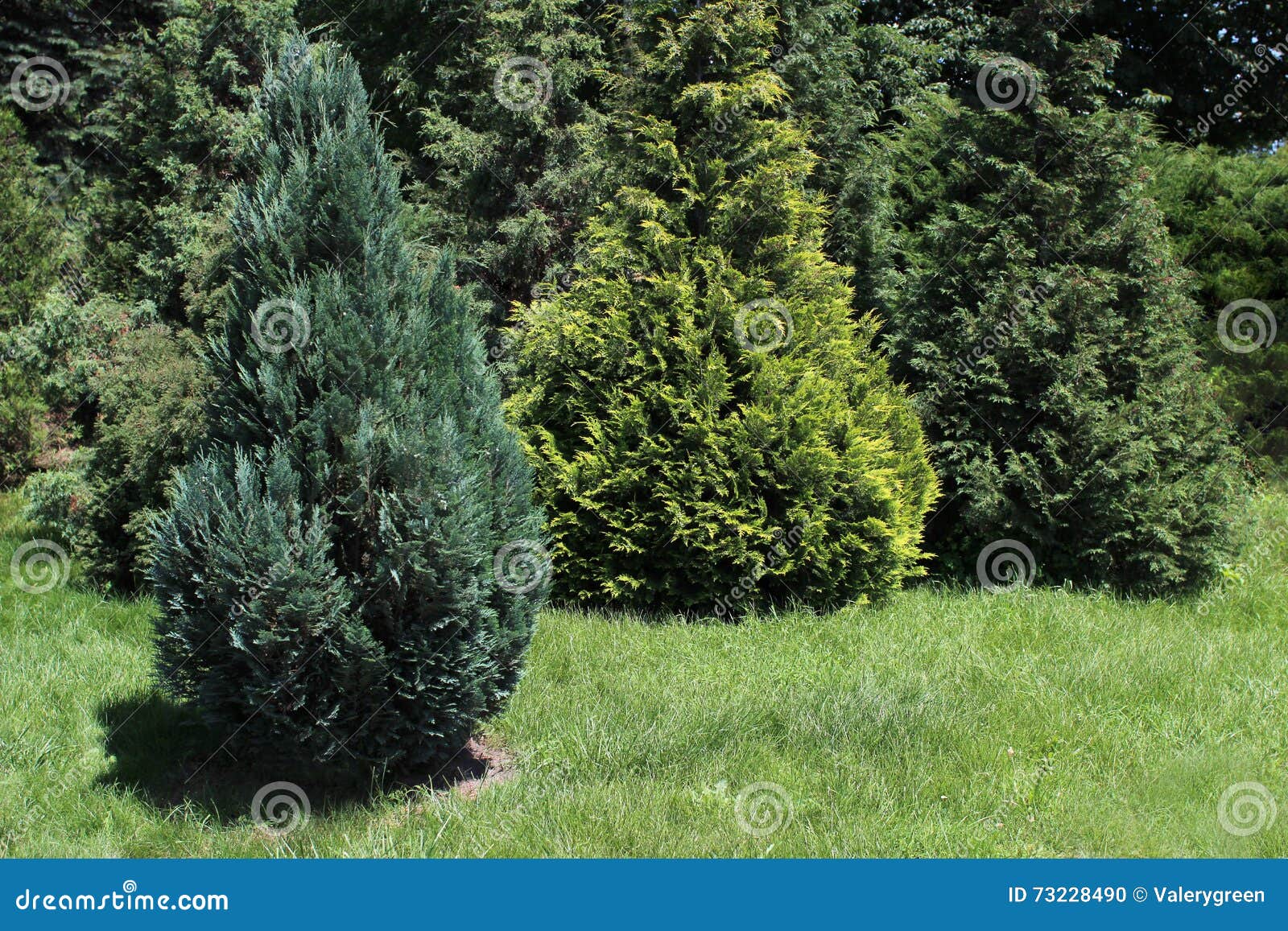 Beautiful Garden with Lawn and Conifers Stock Photo - Image of ...