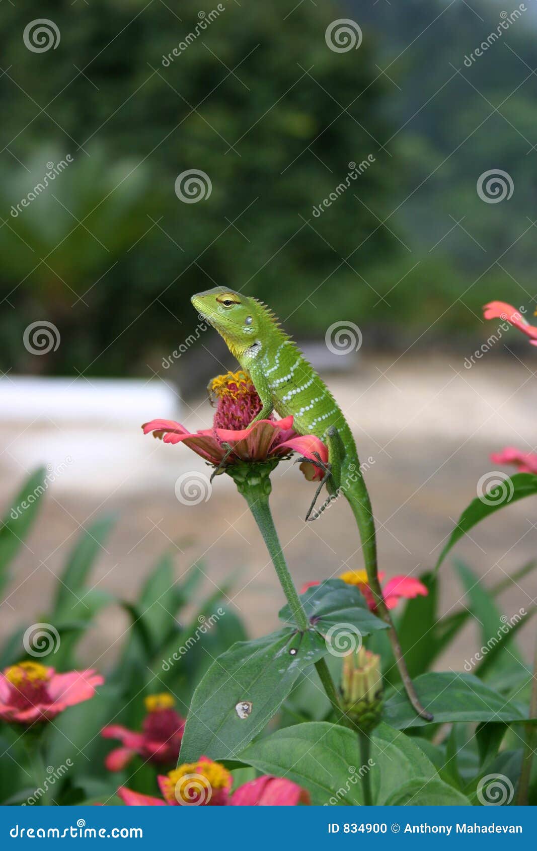 A Beautiful Garden Lizard stock photo. Image of nature - 834900